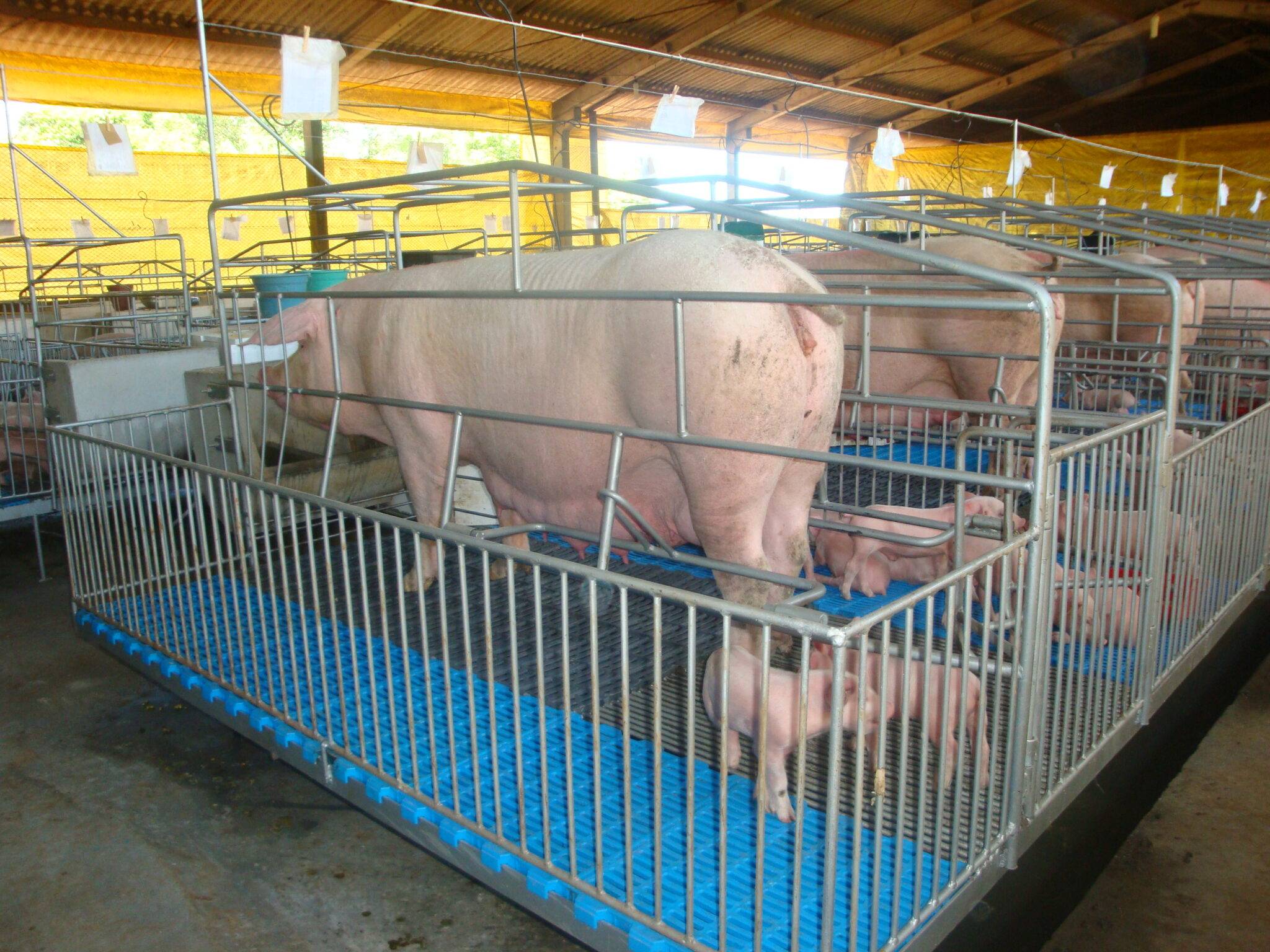 Pisos para suínos: saiba tudo o que precisa aqui - NTC Agro